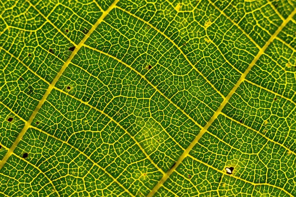 New Commentary Connecting Planetary Boundaries and Planetary Health ...