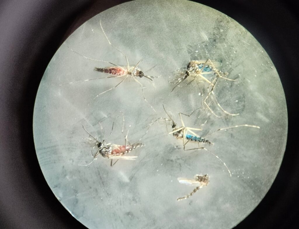 When Mosquitoes Meet a Warming World: The Rising Risk of Disease ...